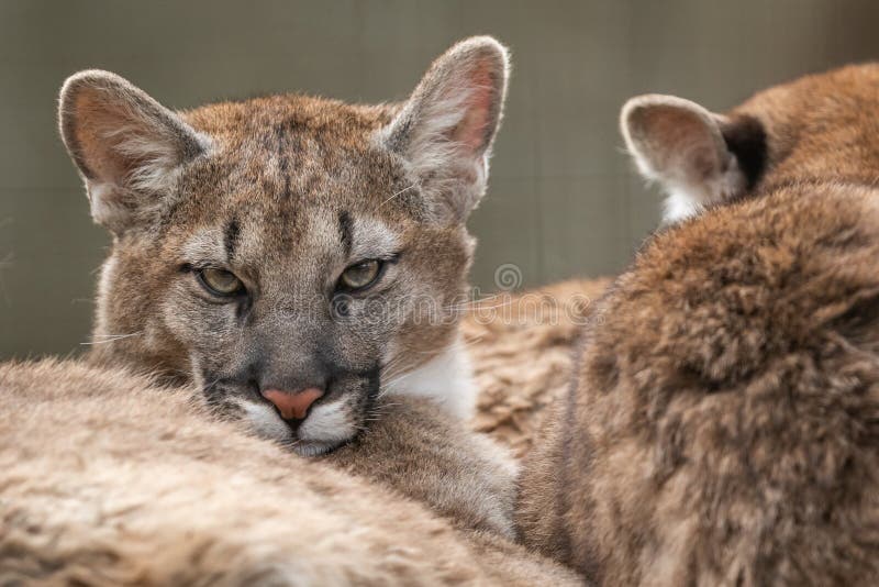 180 Puma Enojado Fotos - Libres de Derechos y Gratuitas de Dreamstime