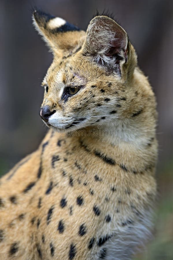 Retrato de un serval imagen de archivo. Imagen de salvaje - 33743645