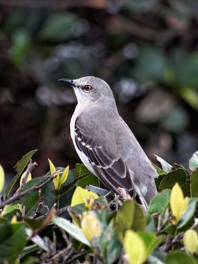 Tropische Spotlijster, Sinsonte Tropical, Gilvus Del Mimus Imagen de ...