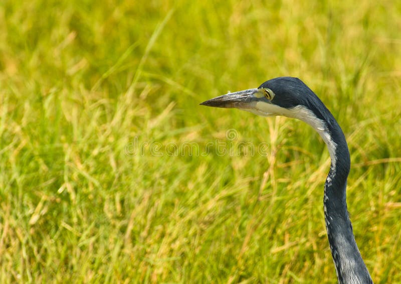 867 Garza Negra Fotos - Libres de Derechos y Gratuitas de Dreamstime