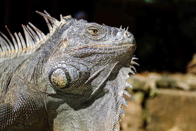 imágenes comunes del Iguana Gris - los derechos de la transferencia ...