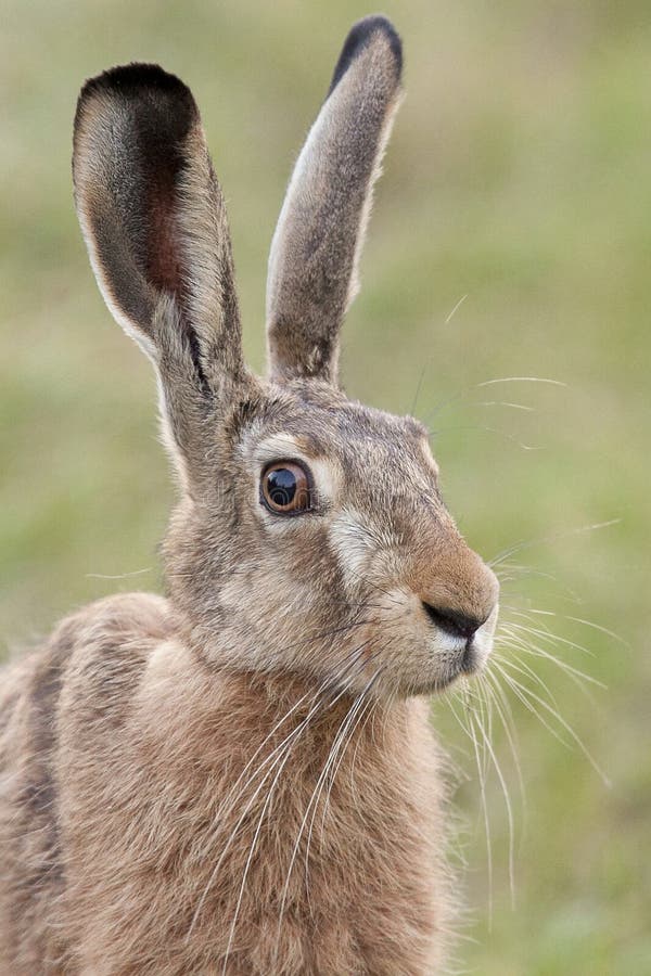 Retrato de una liebre imagen de archivo. Imagen de animales - 35533217