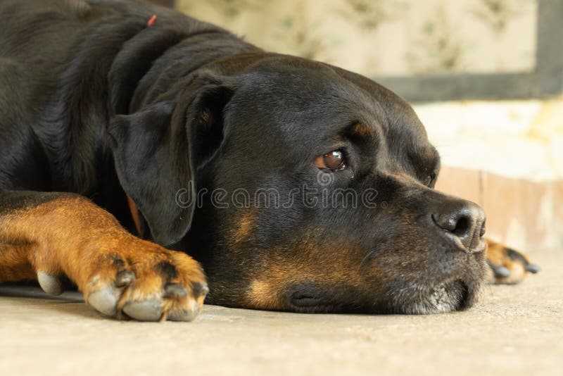Retrato De Una Raza De Perro Rottweiler. Un Perro Grosero Imagen de ...