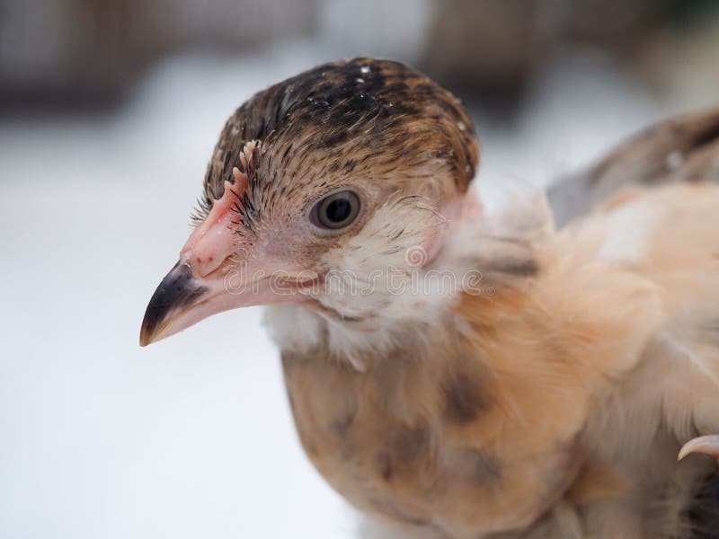 Retrato De Una Raza Rara Inusual De Pollo Imagen de archivo - Imagen de ...