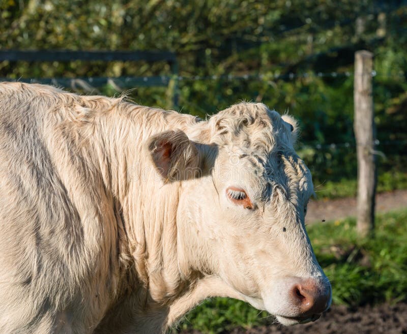 Vaca Con El Pelo Rizado Y Los Cuernos Foto de archivo - Imagen de ...
