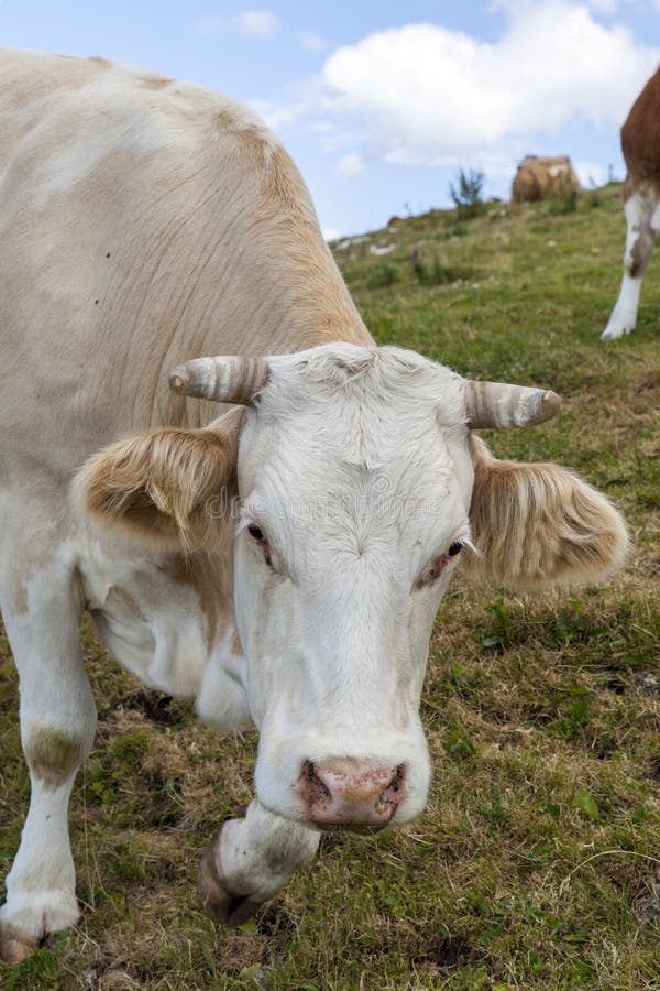 126 Nube Enojada Fotos - Libres de Derechos y Gratuitas de Dreamstime
