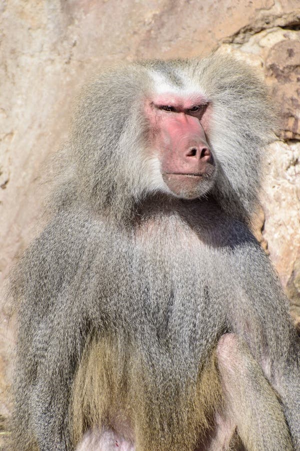 Retrato del babuino imagen de archivo. Imagen de paro - 33503159