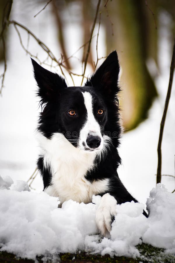 Retrato Del Border Collie Blanco Y Negro Imagen de archivo - Imagen de ...