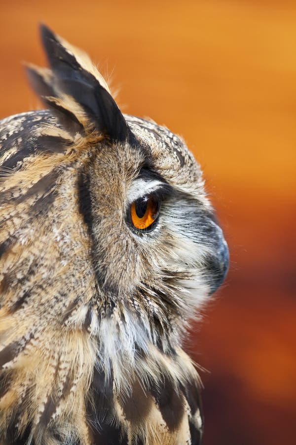 2,751 Buho En Perfil Fotos de stock - Fotos libres de regalías de ...