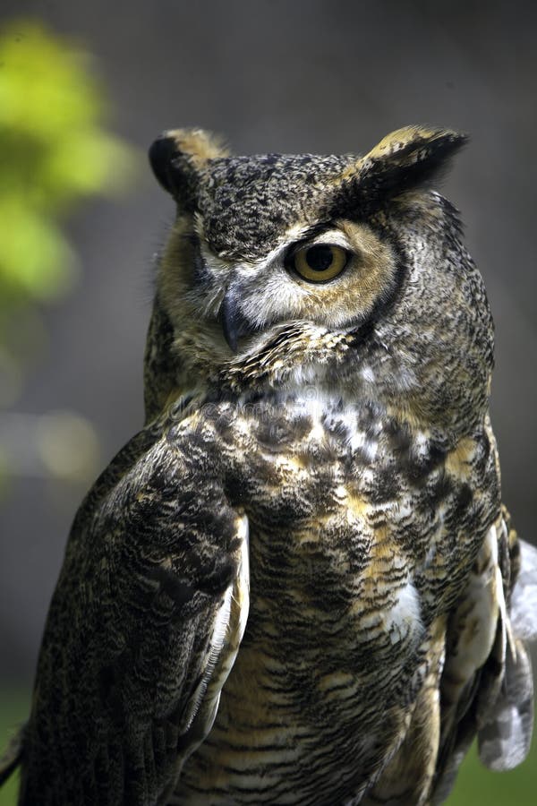 Durante El Vuelo De Un Gran Buho De Cuernos Imagen de archivo - Imagen ...