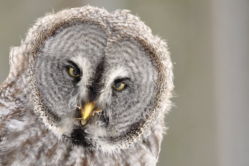 Gran Búho Gris Con Gran Envergadura Aterrizando En El Bosque Foto de ...