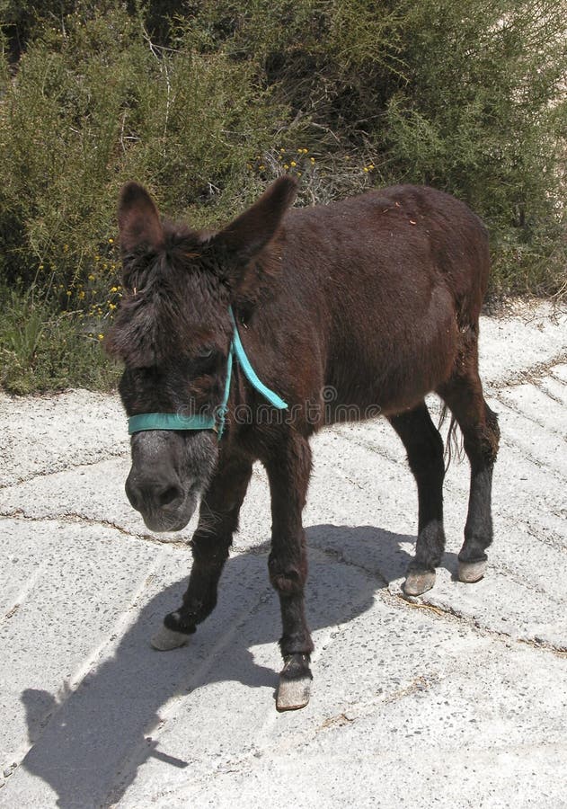 Ojo De Un Burro Fotos - Libres de Derechos y Gratuitas de Dreamstime