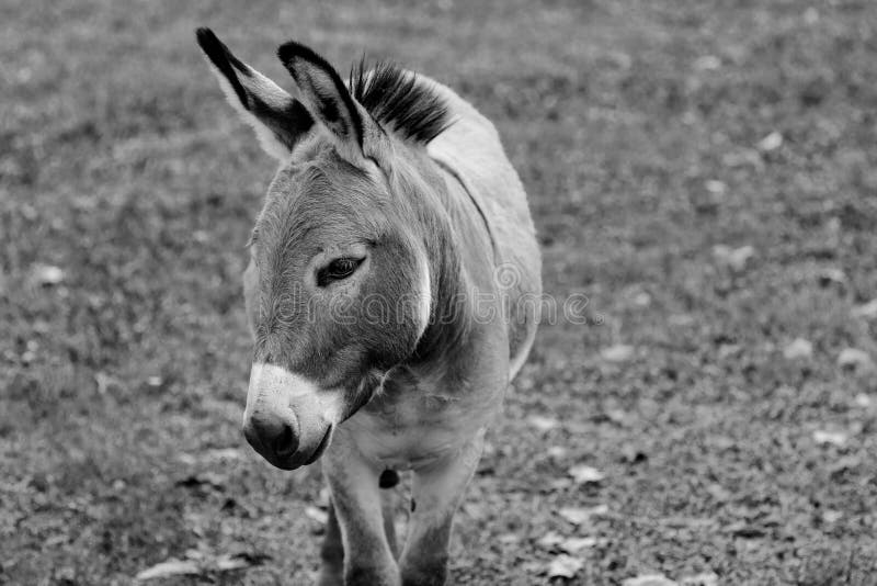Burro Blanco Y Negro Fotos De Stock - Descarga 1,843 Fotos Libres de ...