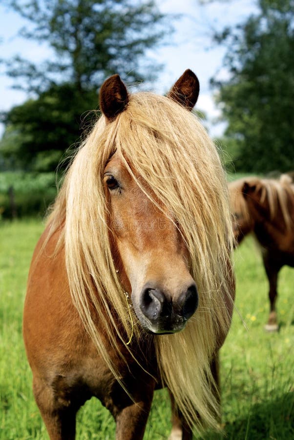 Corte De Pelo Del Caballo Aislado Foto de archivo - Imagen de estruendo ...