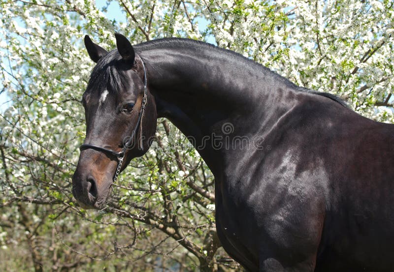 Retrato Del Caballo Puro De La Raza Foto de archivo - Imagen de crianza ...