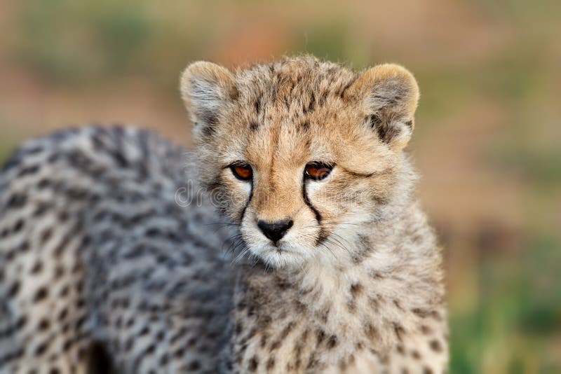 imágenes comunes del Retrato Del Cachorro Del Guepardo - los derechos ...