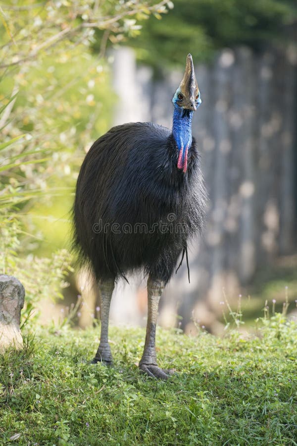 114 Casuarios Fotos - Libres de Derechos y Gratuitas de Dreamstime