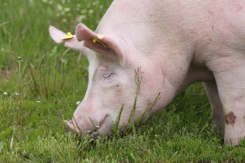 Retrato Del Cerdo Poderoso De La Cerda En La Granja Foto de archivo ...