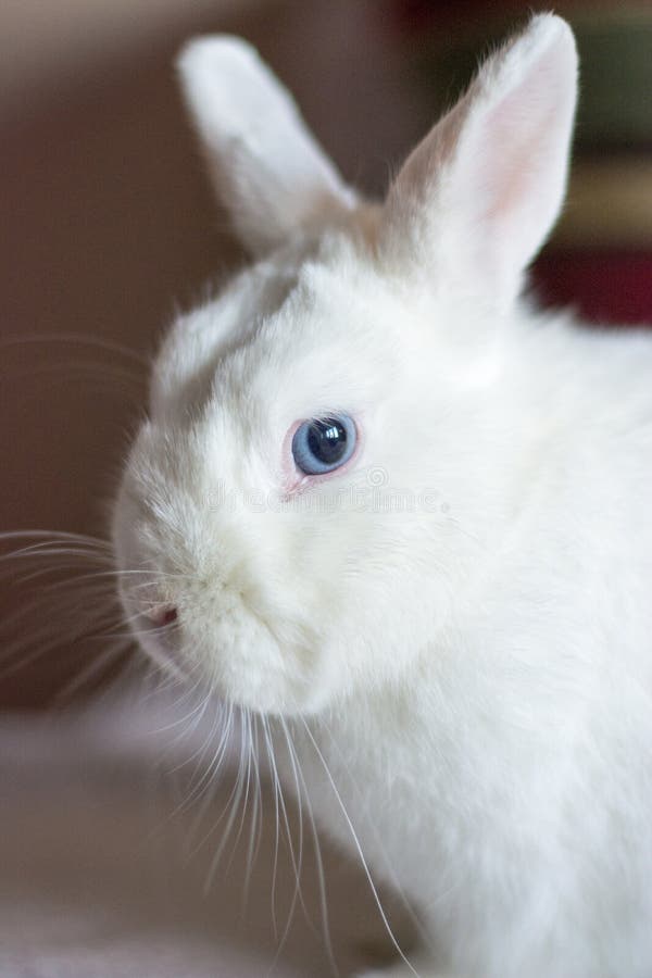 2,641 Conejo Blanco Grande Fotos de stock - Fotos libres de regalías de ...