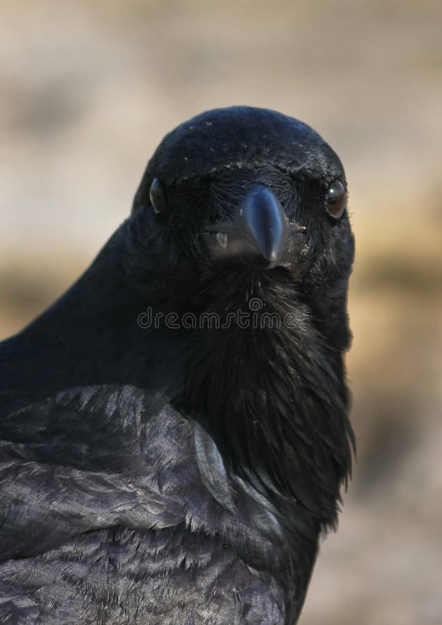 Cuervo Negro En Vuelo Sobre Terreno Rocoso Foto de archivo - Imagen de ...