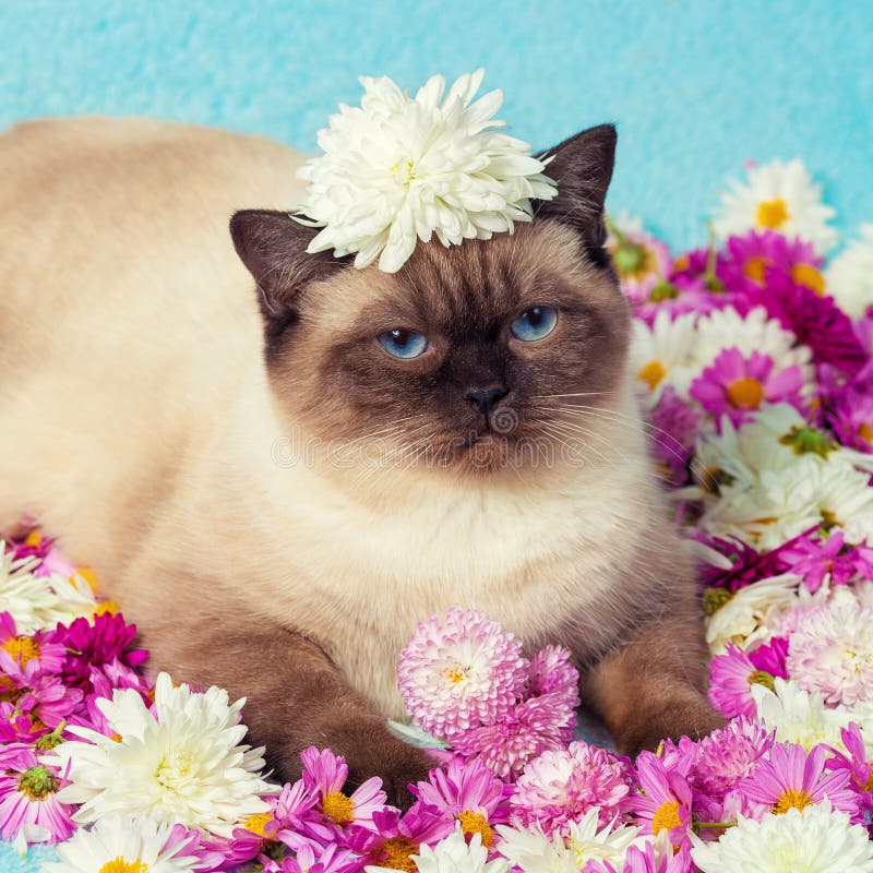 Retrato Del Gato Con Las Flores Foto de archivo - Imagen de movimiento ...