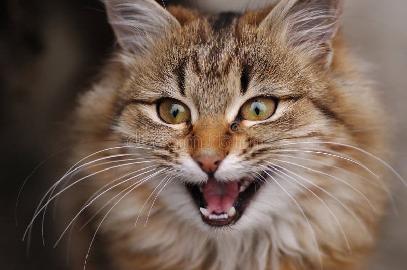 Retrato Del Gato Sorprendido Foto de archivo - Imagen de violentamente ...