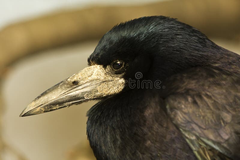 Grajo (frugilegus Del Corvus) Foto de archivo - Imagen de especie ...