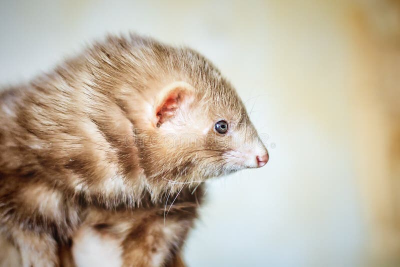 3 Estrellas Azules Y Lunas De Los Hurónes Foto de archivo - Imagen de ...