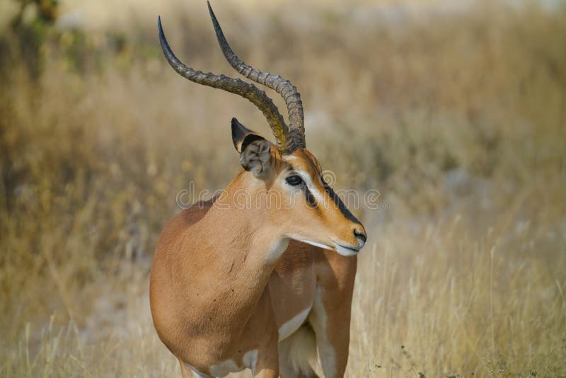 Retrato Del Impala En Namibia Imagen de archivo - Imagen de fauna ...