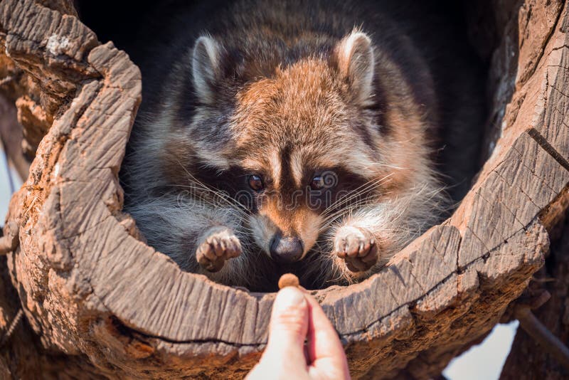 Mapache El Dormir Fotos - Libres de Derechos y Gratuitas de Dreamstime