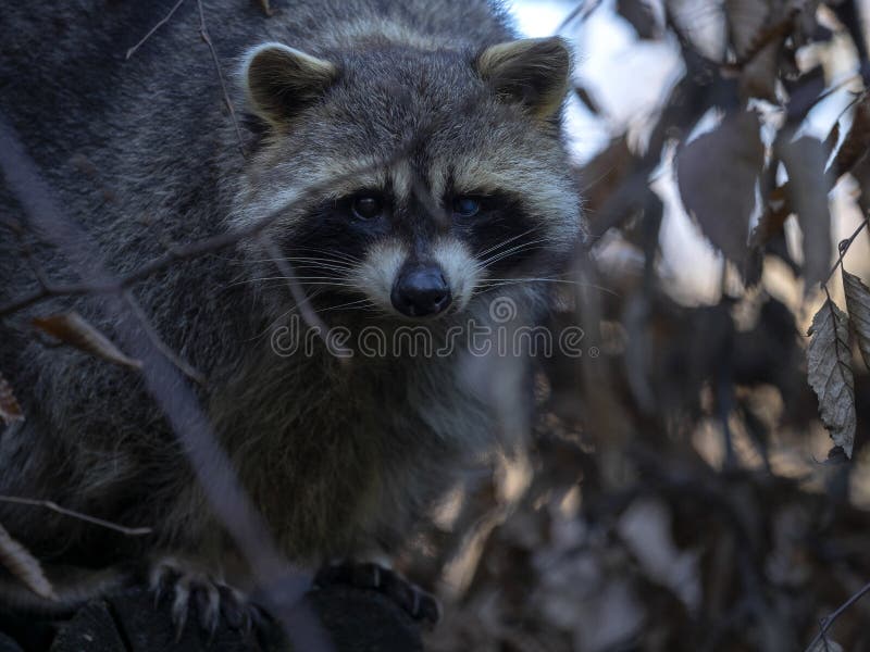 Retrato Del Mapache Americano, Lotor Del Procyon Imagen de archivo ...