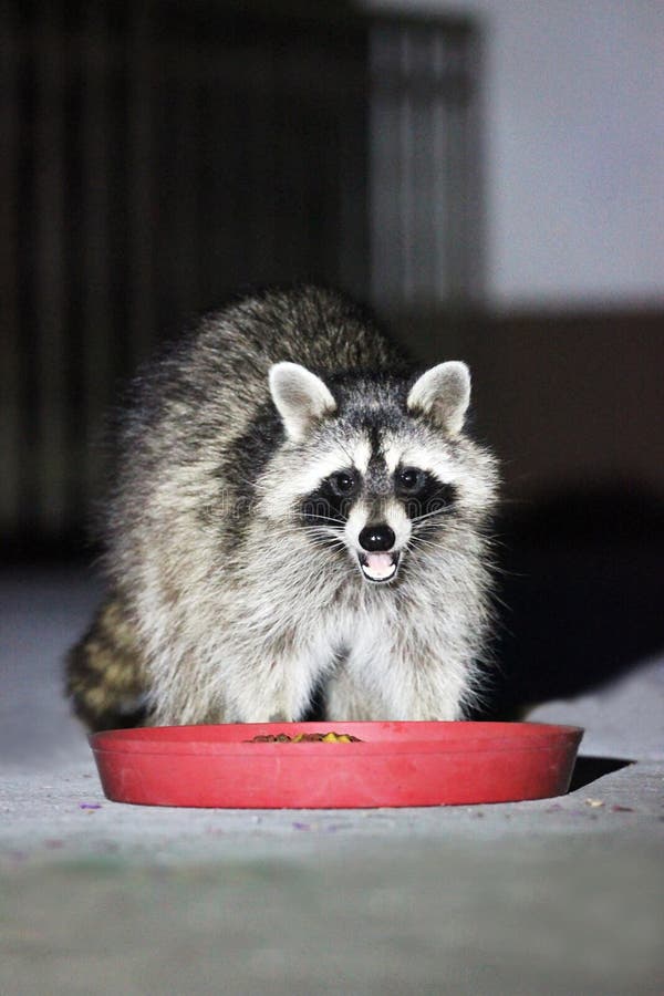 Mapache Que Come Los Cacahuetes Imagen de archivo - Imagen de raccoon ...