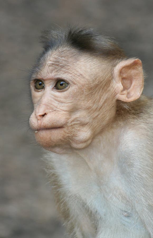 Retrato del mono foto de archivo. Imagen de afuera, comer - 11852268