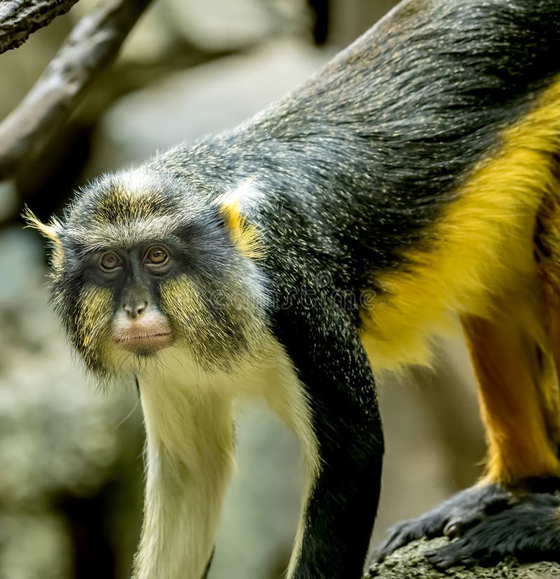 Retrato Del Mono De Un Lobo Imagen de archivo - Imagen de enfermedad ...