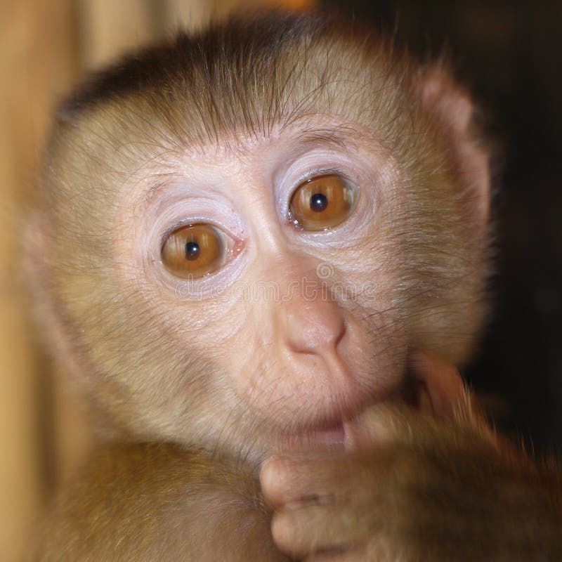 Retrato de monito bebé foto de archivo. Imagen de fauna - 13023442