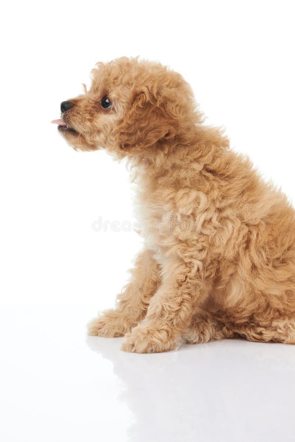 Retrato Del Perfil Del Perro De Perrito Imagen de archivo - Imagen de ...