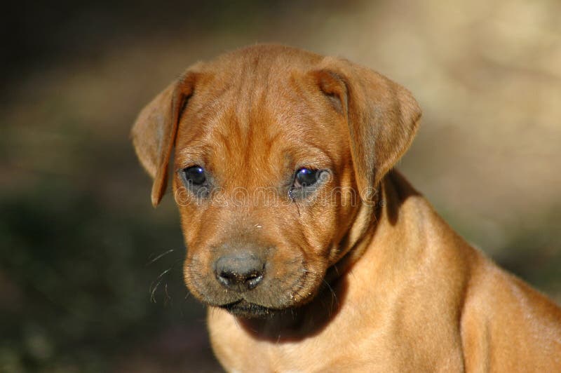 Retrato del perrito imagen de archivo. Imagen de lindo - 2582855