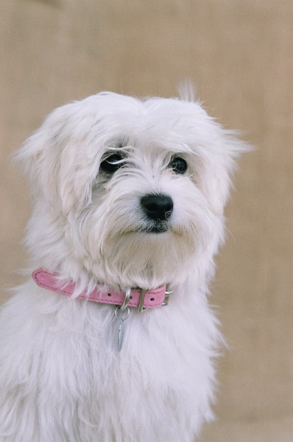 Retrato del perrito imagen de archivo. Imagen de perrito - 3614451