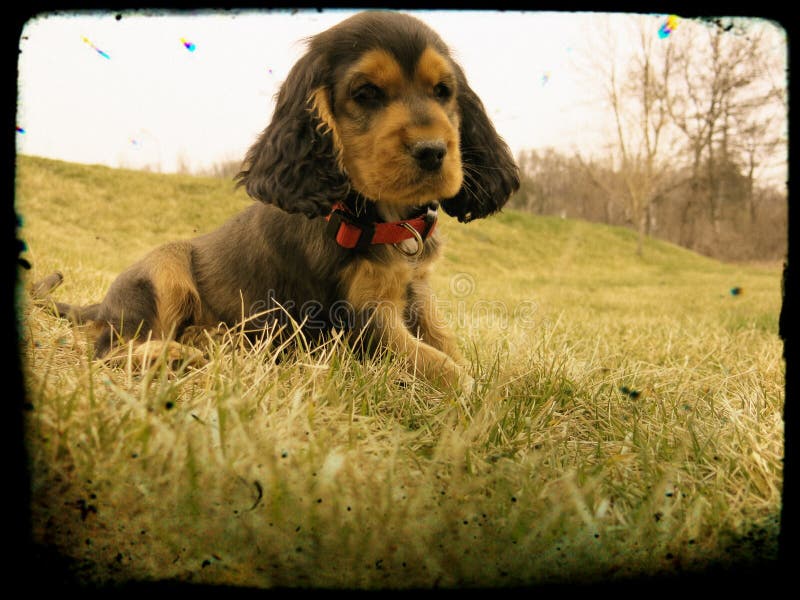 Retrato Del Perrito De Cocker Spaniel Foto de archivo - Imagen de pista ...