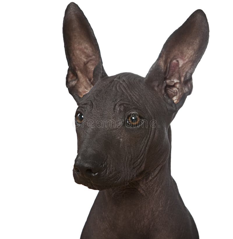 Retrato Del Perro Del Xoloitzcuintle, Fondo Blanco Foto de archivo ...