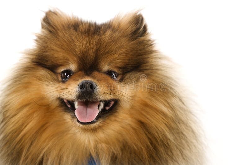Retrato Del Perro De Pomeranian. Imagen de archivo - Imagen de animal ...