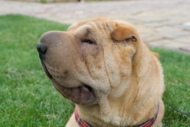 Sharpei del perrito imagen de archivo. Imagen de dulce - 12385745