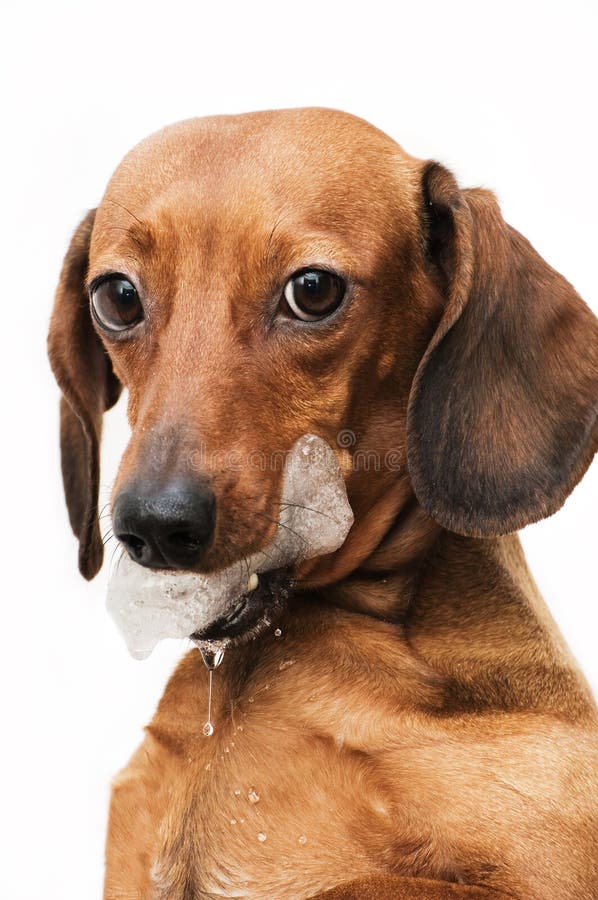 Retrato Del Perro De Tejón Cortado Imagen de archivo - Imagen de primer ...