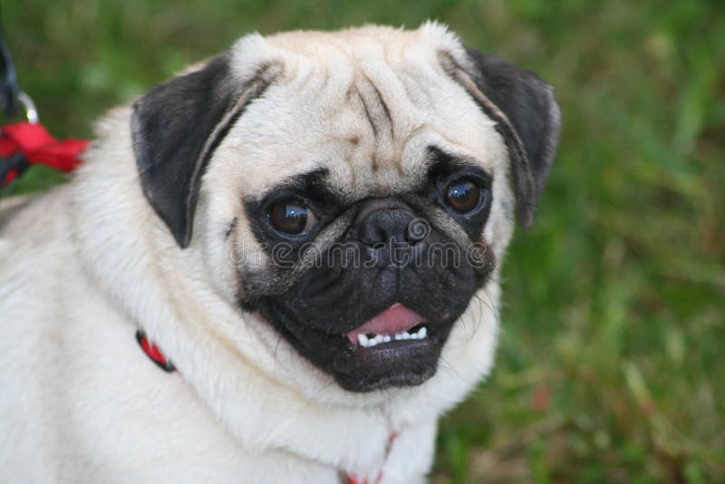 Retrato Del Perro Del Barro Amasado Imagen de archivo - Imagen de ...