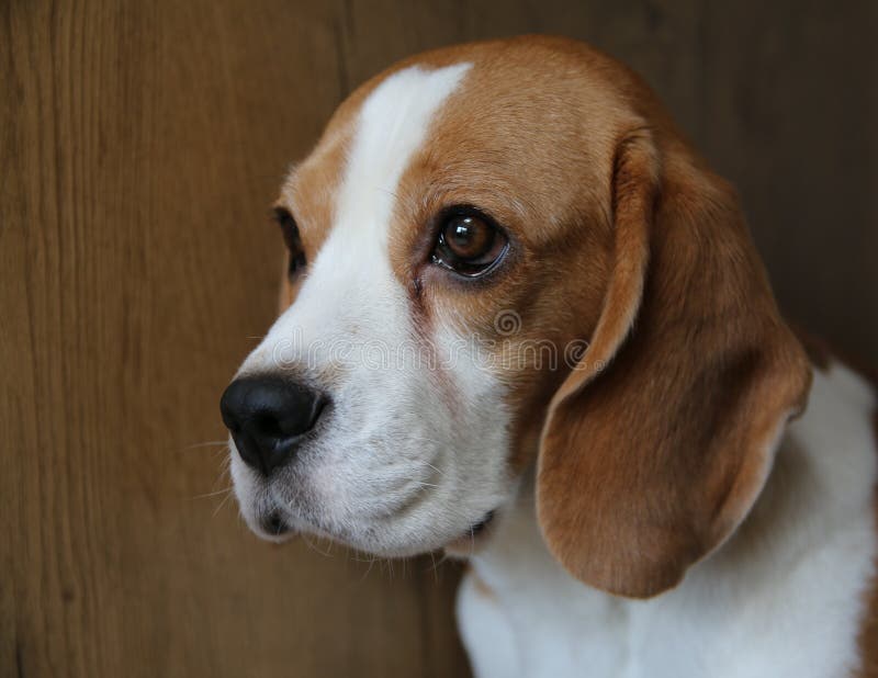 Cara del perro del beagle foto de archivo. Imagen de primer - 85066152
