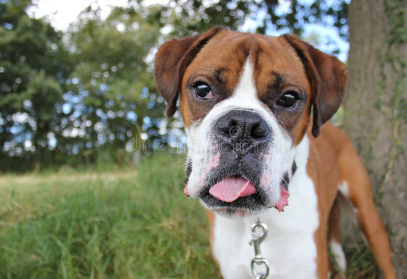 Retrato Del Perro Del Boxeador Foto de archivo - Imagen de adorable ...
