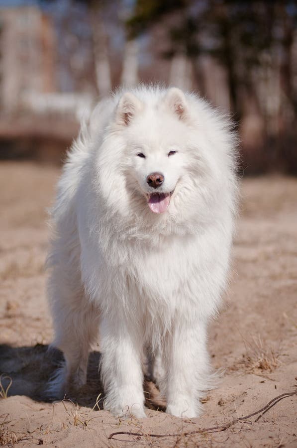 Retrato Del Perro Del Samoyedo Foto de archivo - Imagen de afuera ...