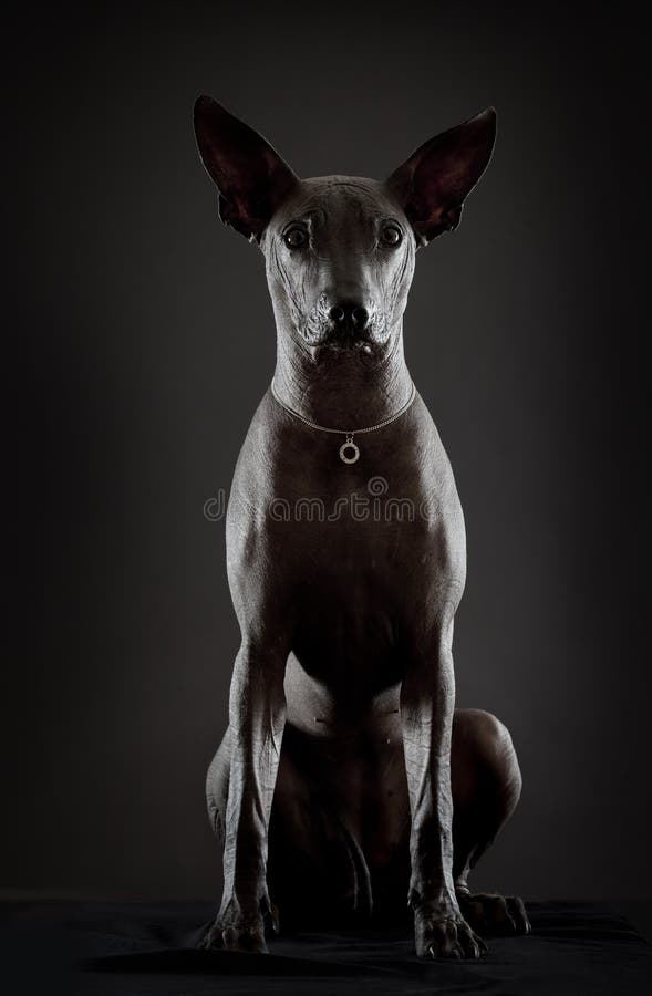 Perro De Xoloitzcuintle Que Se Sienta Contra El Fondo Blanco Imagen de ...