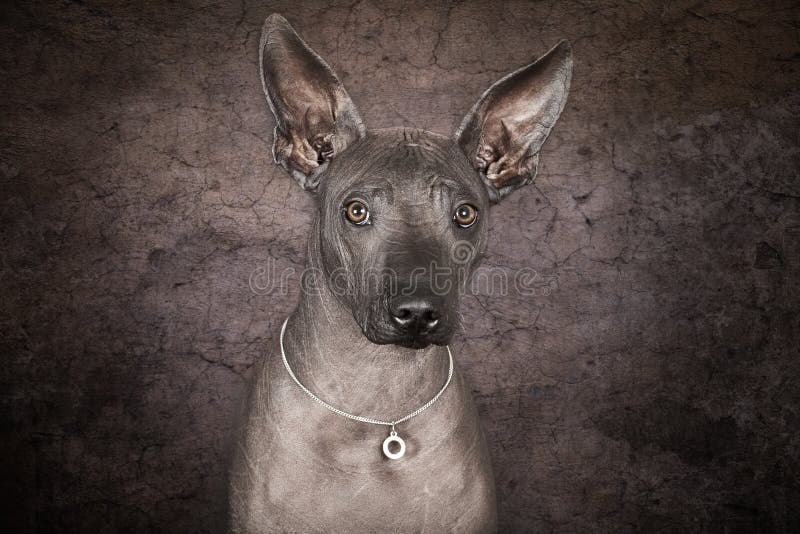 Retrato Del Perro Del Xoloitzcuintle, Fondo Blanco Foto de archivo ...