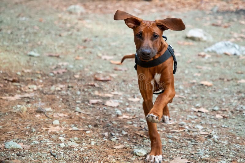 Retrato Del Perro Feliz Del Ridgeback De Rhodesian Foto de archivo ...